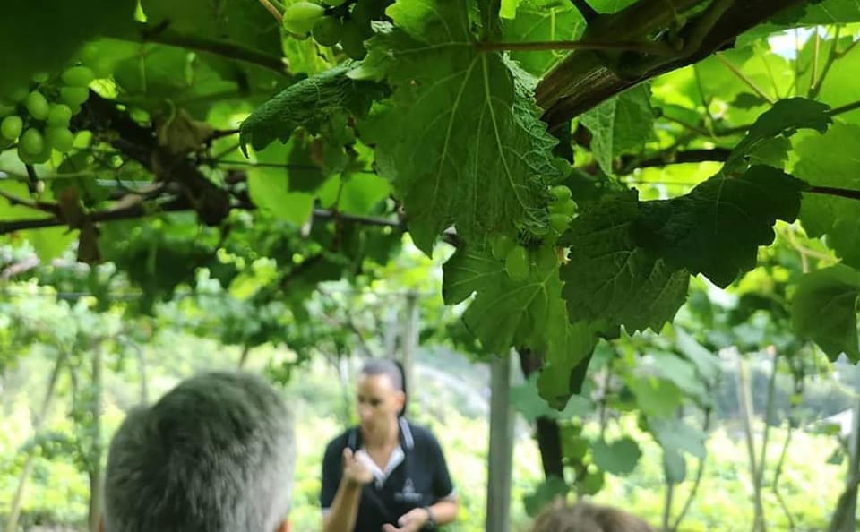 Madeira - Vineyard Tour Wine Tasting (Included) | GetYourGuide