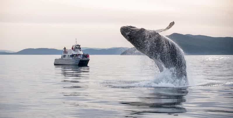 Lopez Island: Whale & Orca Boat Tour | GetYourGuide