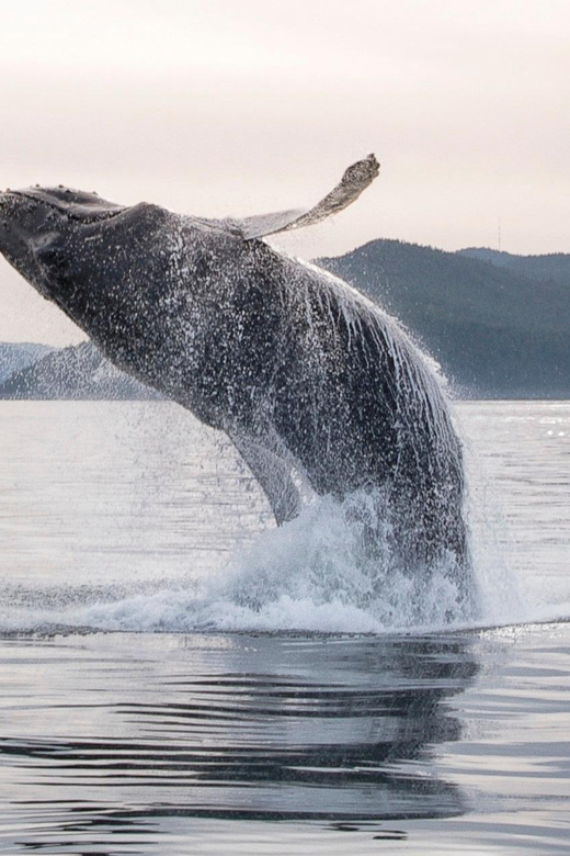Lopez Island: Whale & Orca Boat Tour | GetYourGuide