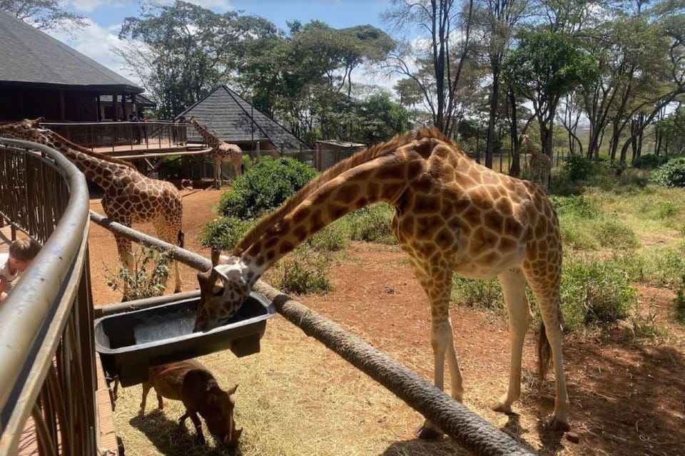 Nairobi National Park, Elephant Orphanage & Giraffe Centre | GetYourGuide