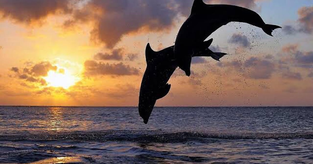 Lovina bali: Dolphin, Snorkeling & Waterfalls fun activities | GetYourGuide