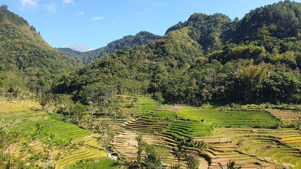 Selogriyo Temple Tour & Trek Amongst Java's Enchanting Rice | GetYourGuide