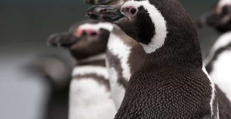 Isla Martillo, Departamento Ushuaia - Reserva de entradas y tours ...