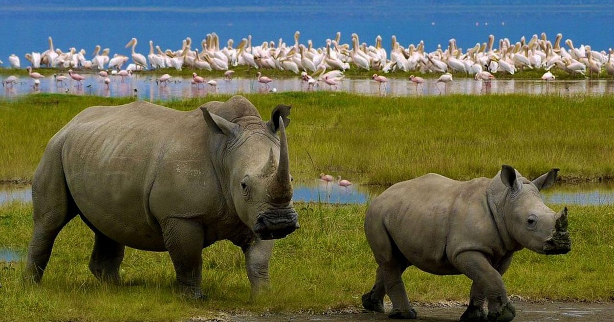 5-DAAGSE SAFARI NAAR MAASAI MARA, LAKE NAKURU & L NAIVASHA | GetYourGuide