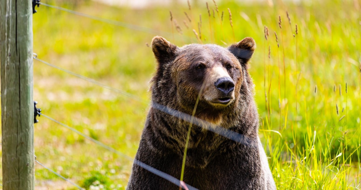 Banff: En tur till Tur till Grizzly Bear Refuge med lunch | GetYourGuide