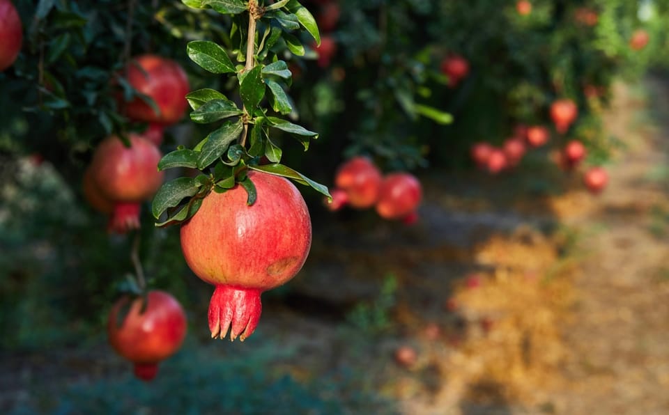 From Baku: Wine Degustation and Plantation visit in Goychay | GetYourGuide