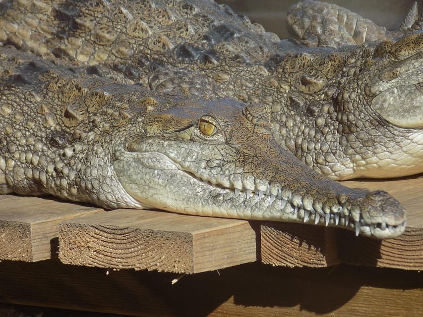 Nairobi National Museum and Snake Park Guided Day Tour | GetYourGuide