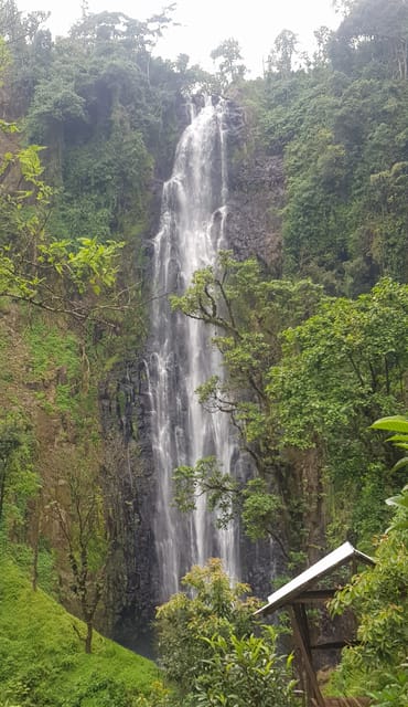 Materuni Waterfalls, Coffee, and Hotsprings Tour | GetYourGuide