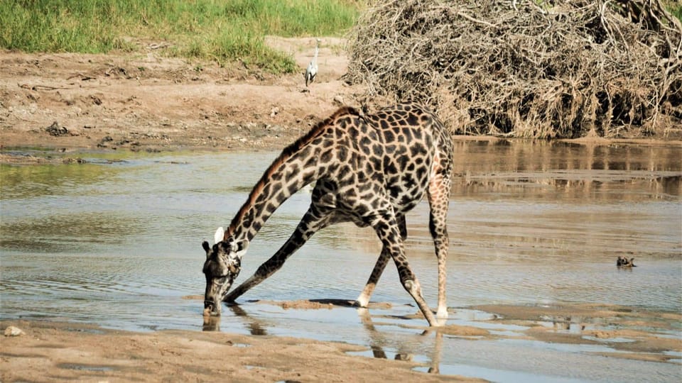 Lake Manyara National Park Day Trip Tour | GetYourGuide