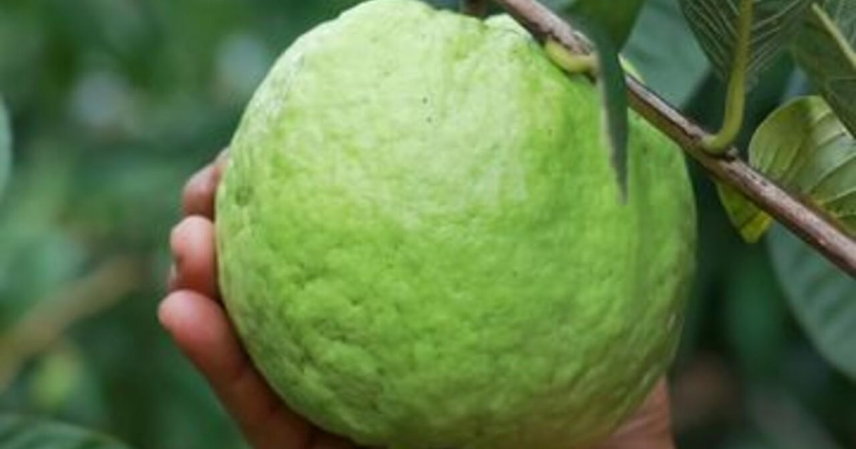 Pemba Island: Chake Chake and Spice Farm Tour | GetYourGuide