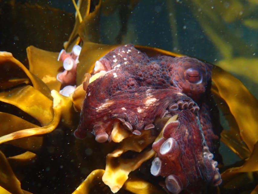 Cape Town: Great African Sea Forest Guided Snorkel | GetYourGuide