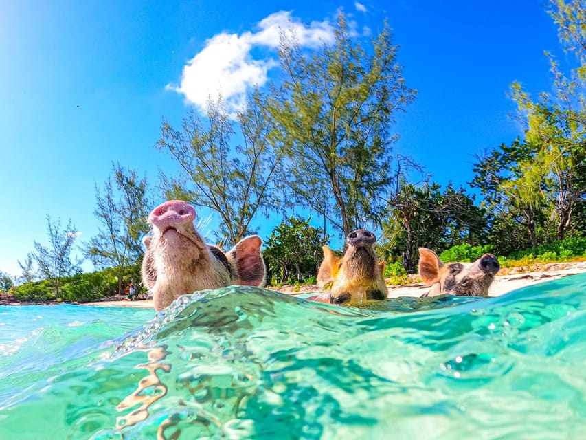 Nassau: Sun Cay and Swimming Pigs Boat Trip with Lunch | GetYourGuide