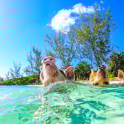 Nassau: Sun Cay and Swimming Pigs Boat Trip with Lunch | GetYourGuide