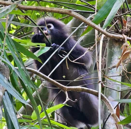 Khlong Sok: Khao Sok Waterfalls and Wildlife Half-Day Trek | GetYourGuide