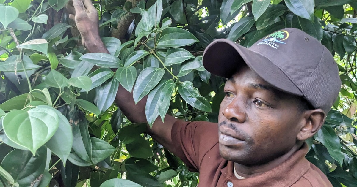 Spice Farm Bike Tour: Pedal Through Aromatic Adventures | GetYourGuide