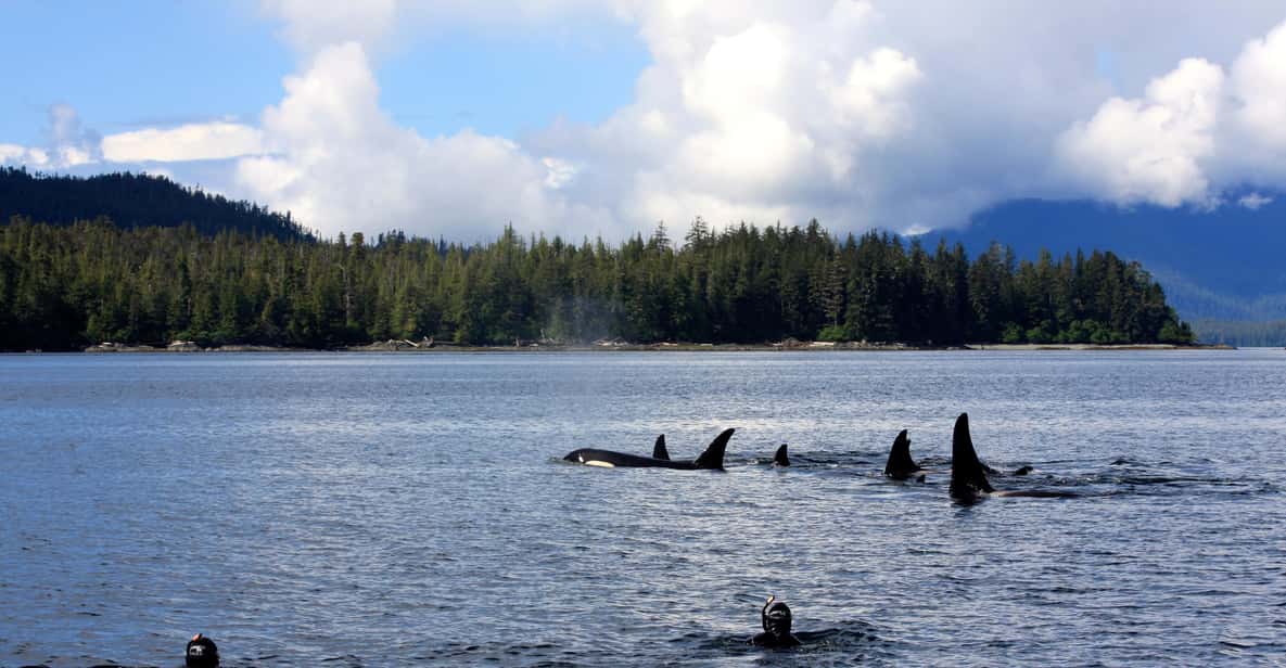 Ketchikan, Alaska: The Mountain Point Snorkeling Adventure | GetYourGuide