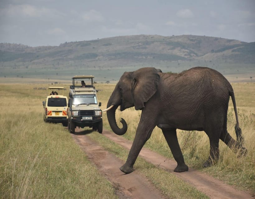 4-Day Experience The Wild Masai Mara Conservancy | GetYourGuide