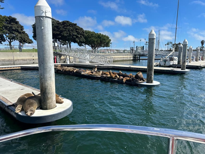 Dolphin Calling Wildlife Tour | GetYourGuide