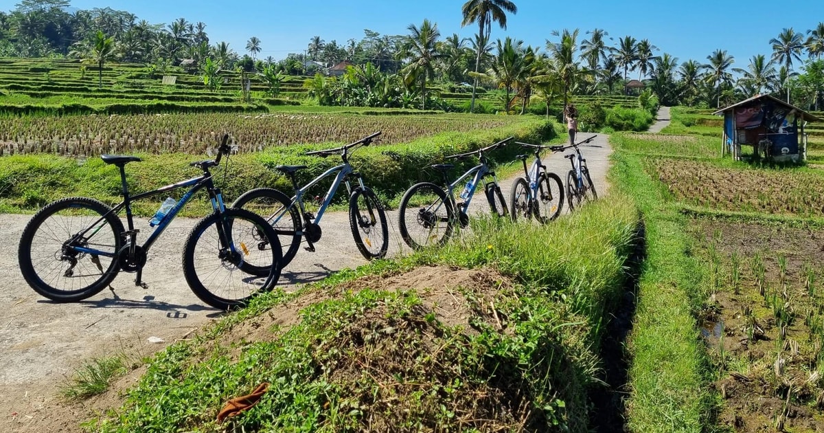 Ubud: Cycling Tour with View of Mount Batur and Rice Terrace | GetYourGuide