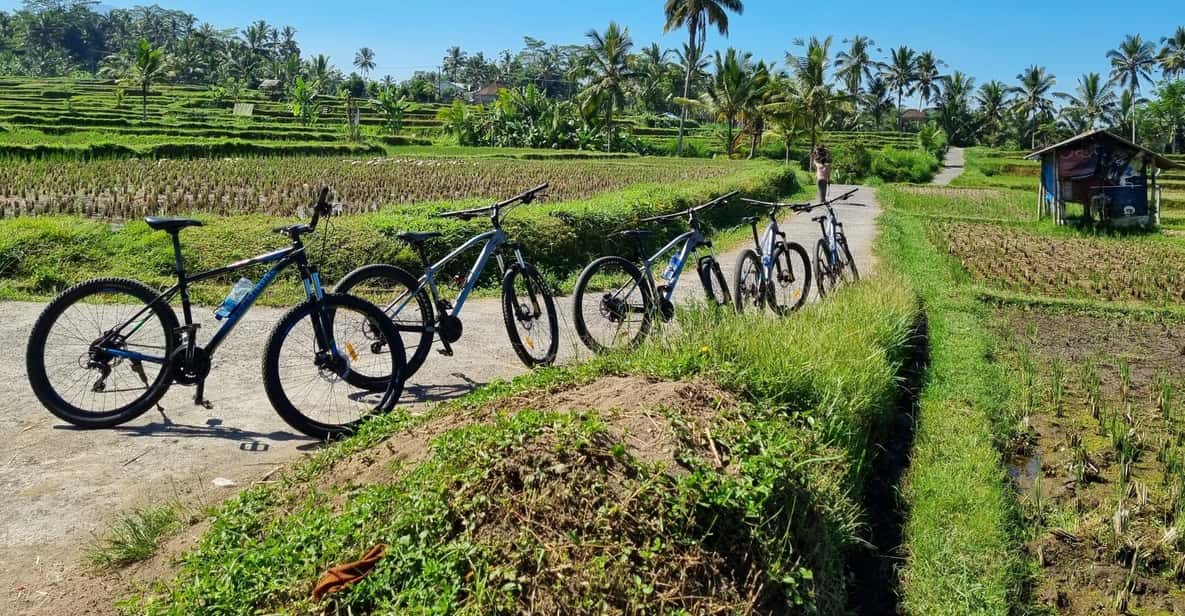 Ubud: Cycling Tour with View of Mount Batur and Rice Terrace | GetYourGuide