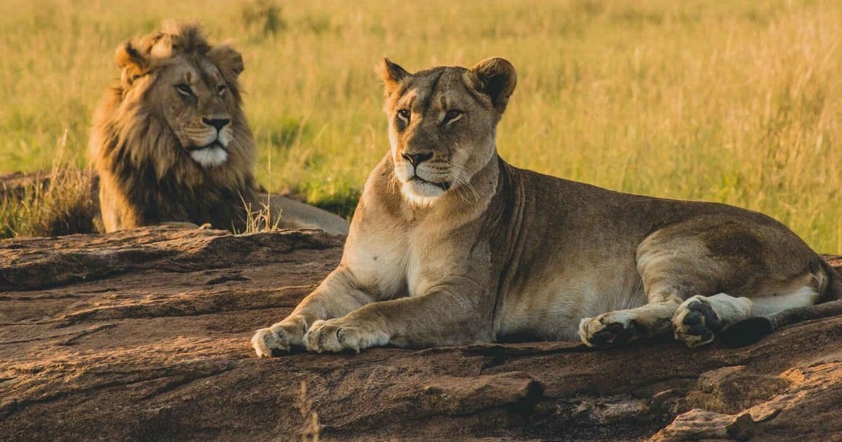 Aventura de 3 DÍAS en el Parque Nacional de Mikumi | GetYourGuide
