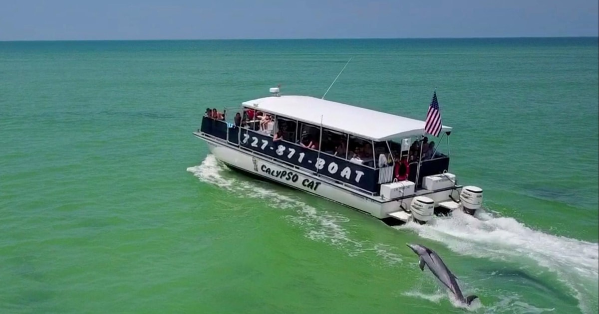 4 Hour Egmont Key Island Tour With Dolphins & Snorkeling | GetYourGuide