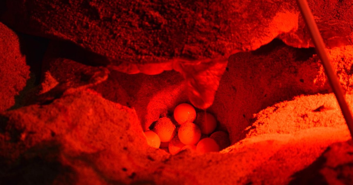 Sal Island: Turtle Watching Experience | GetYourGuide