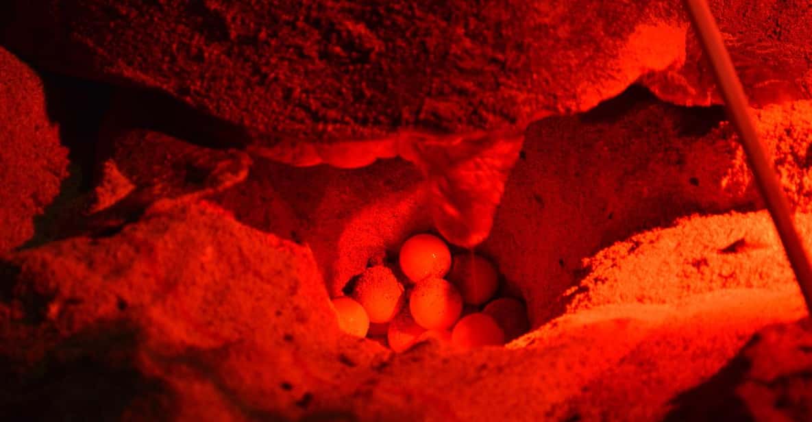 Sal Island: Turtle Watching Experience | GetYourGuide