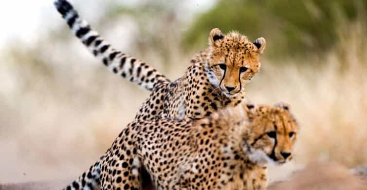 Nairobi Animal Orphanage, SafariWalk and Bomas of Kenya Tour | GetYourGuide