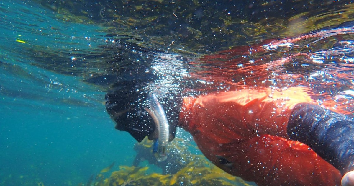 Cape Town: Great African Sea Forest Guided Snorkel | GetYourGuide