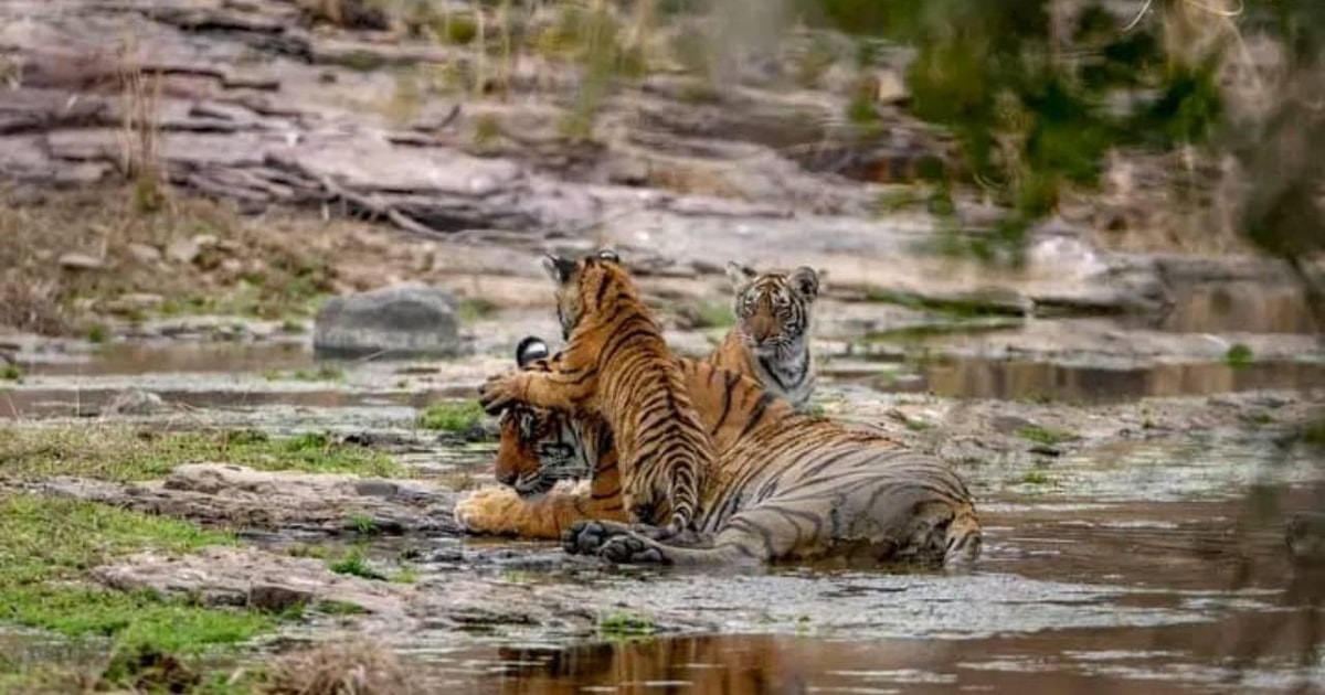 Från Ranthambore: Officiell tigersafari i Canter med guide | GetYourGuide