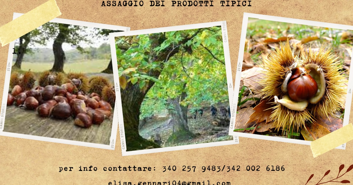 Montebibico: Raccolta castagne e assaggio prodotti tipici | GetYourGuide