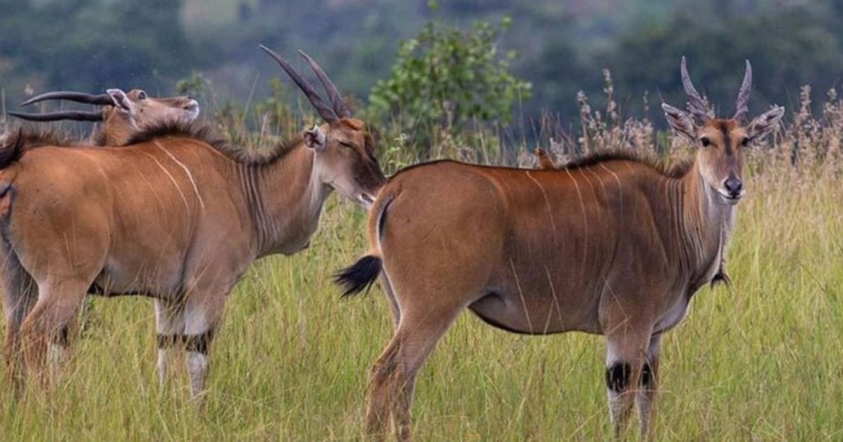 Akagera National Park: Game Drive with Optional Transfers | GetYourGuide