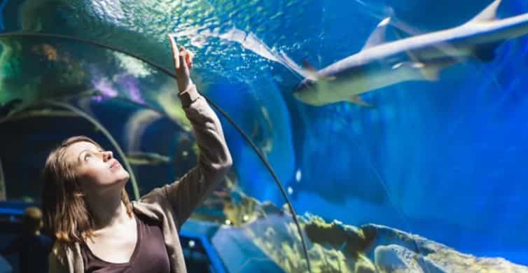 The BEST Grand Aquarium, Hurghada Swim with dolphins 2024 - FREE ...