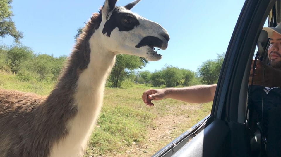 Monterrey: Aventura Safari en el Bioparque Estrella | GetYourGuide