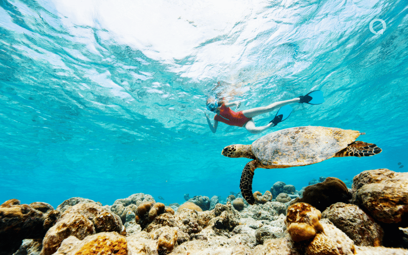 Riviera Maya: Snorkeling with Turtles, Cenotes and Tulum Mayan Ruins ...
