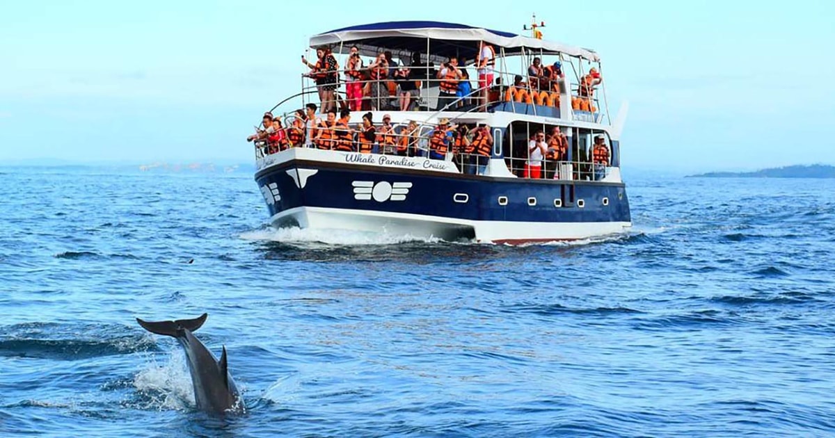 Mirissa Whale Watching, Tour A Once-in-a-Lifetime Experience | GetYourGuide