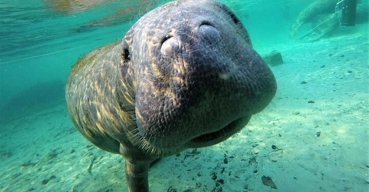 Crystal River: Manatee Swim Tour | GetYourGuide
