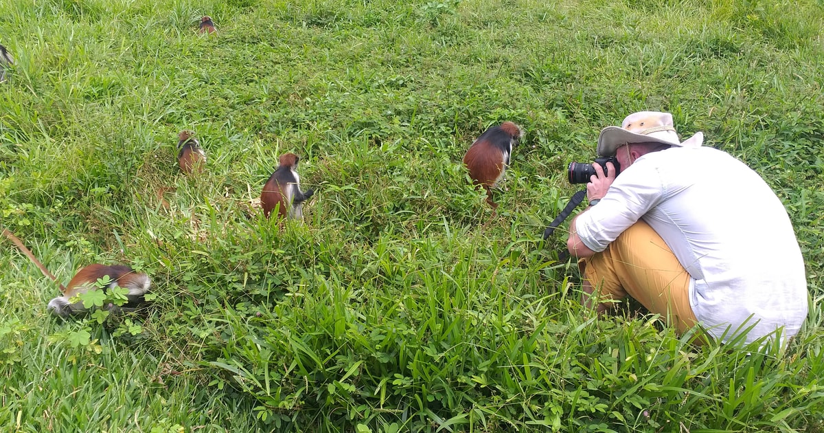 Zanzibar: Jozani Forest & rode colobusapen privétour | GetYourGuide