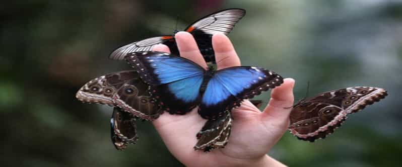 Krakow: Museum of Living Butterflies 2+1 | GetYourGuide