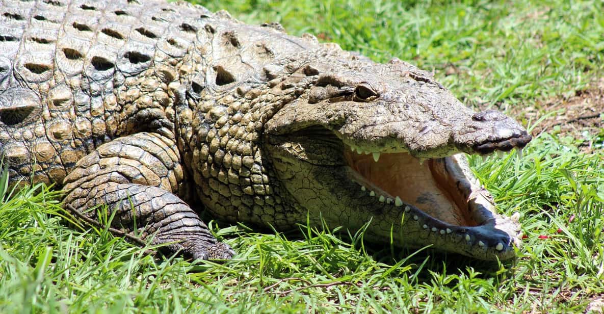 Johannesburg Zoo Entry Ticket | GetYourGuide