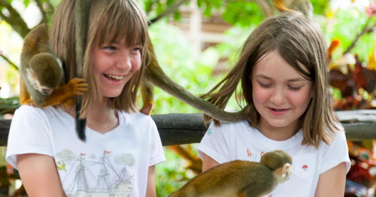 Monkey land in puerto plata | GetYourGuide