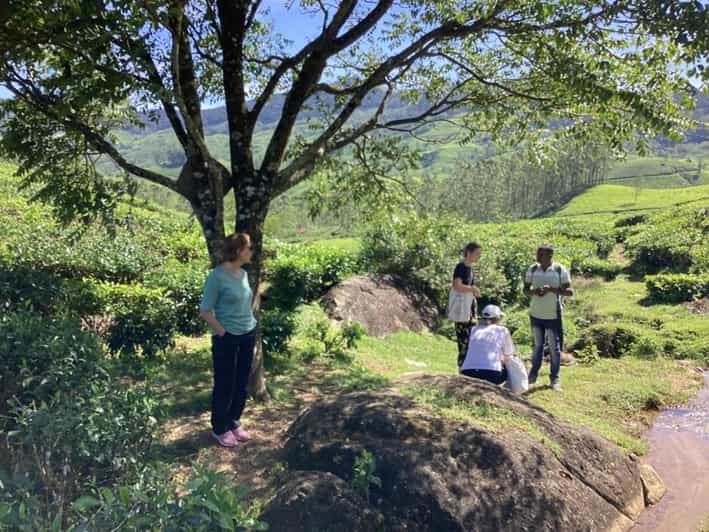 Munnar: Tea trail, Tea Factory, and Tea Tasting Tour | GetYourGuide