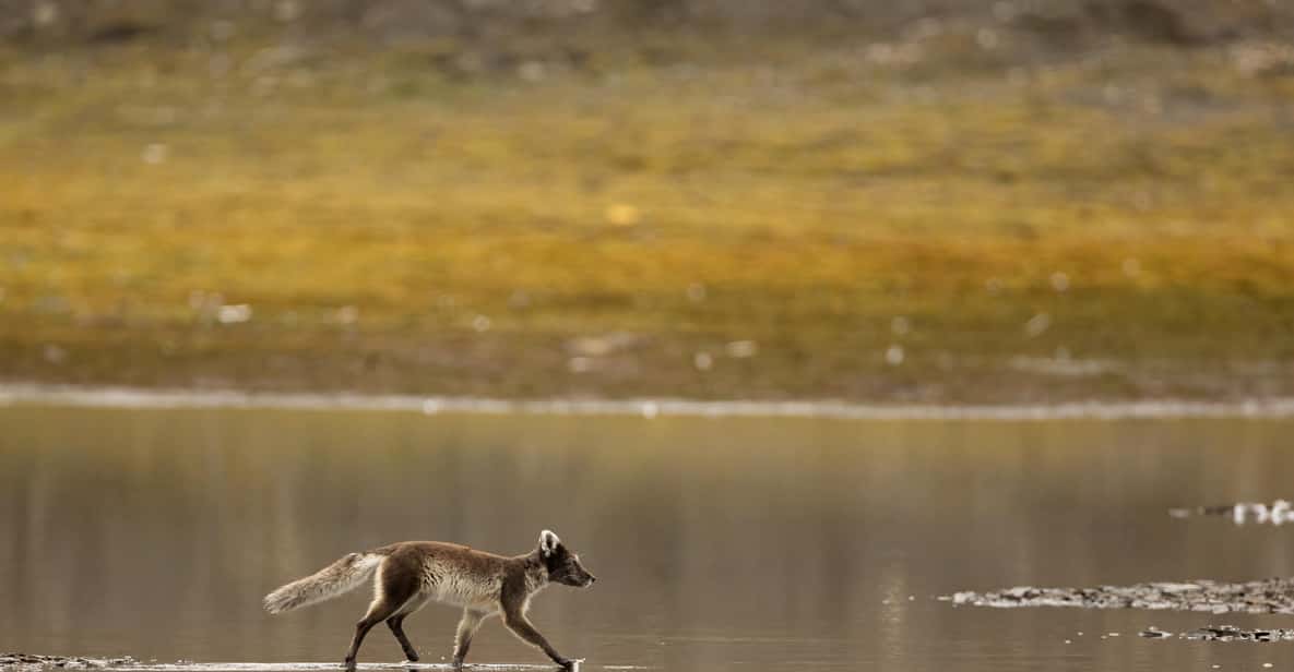 Longyearbyen: Safari med vilde dyr og fototur til fods | GetYourGuide