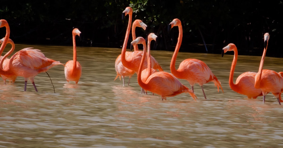 Celestún Flamingos, Beach, and Seafood Tour departing from Mérida ...