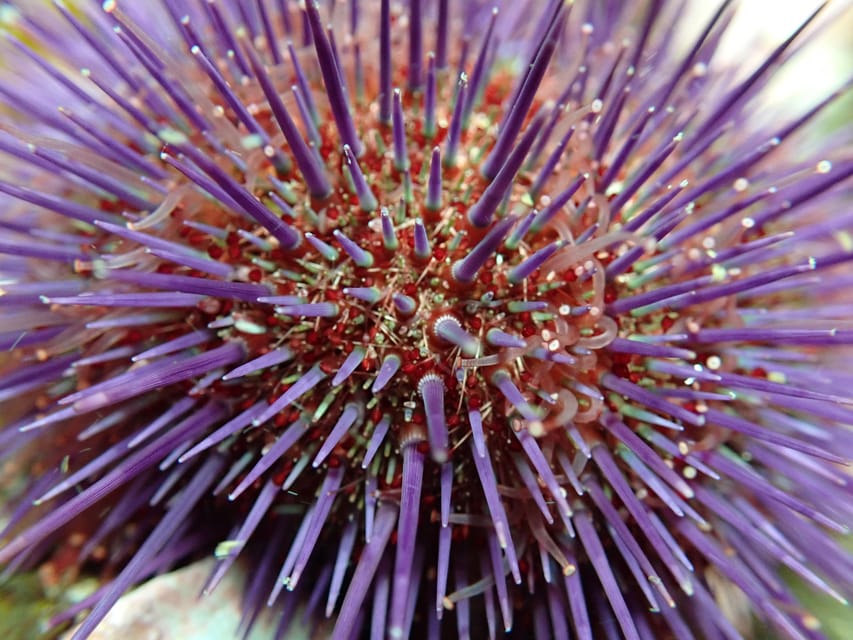 Cape Town: Great African Sea Forest Guided Snorkel | GetYourGuide