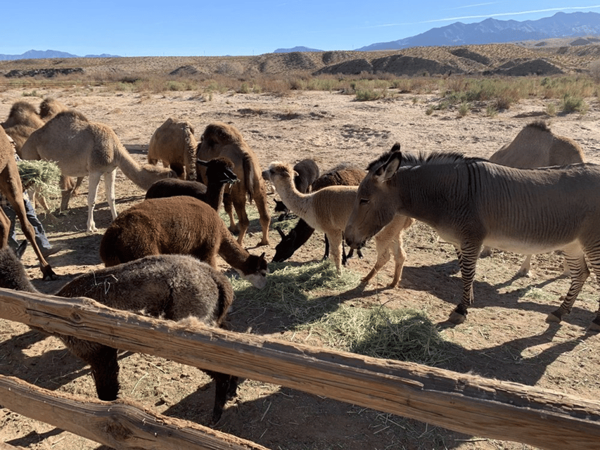 Las Vegas: Camel Safari Dierentuin Tram Tour | GetYourGuide