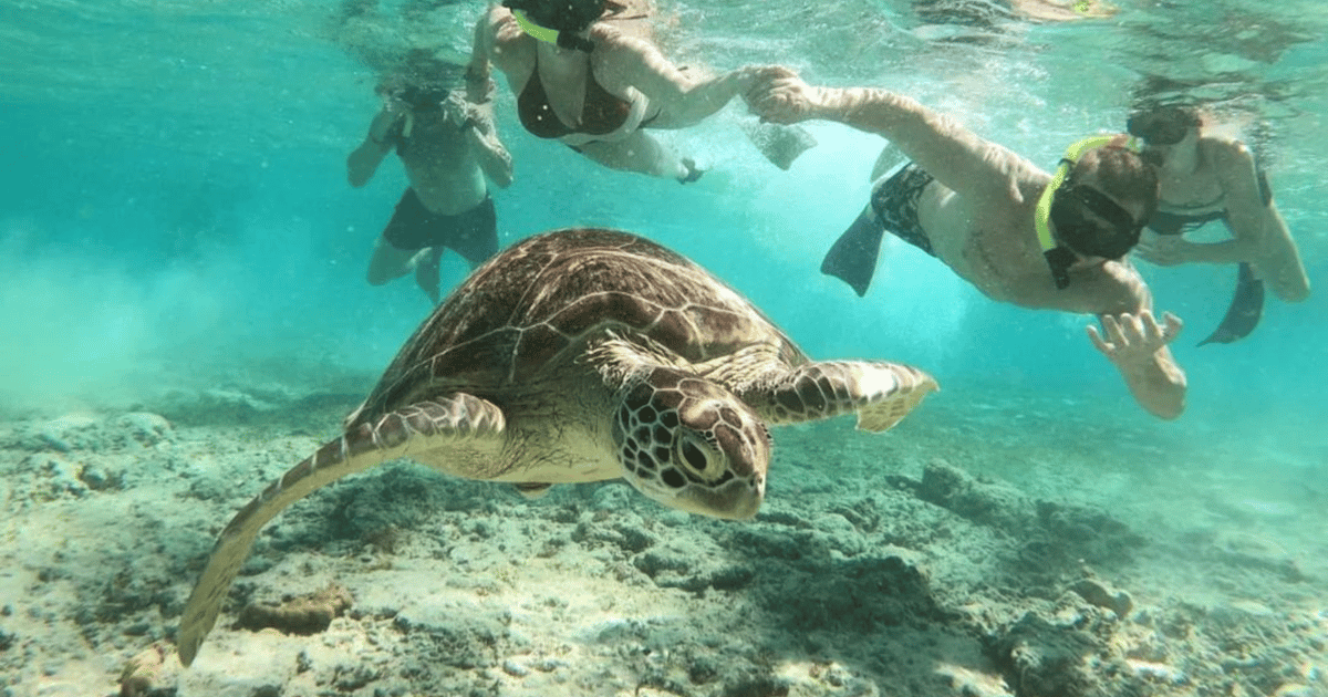 Gili Trawangan: Gili Island 3 Spots Snorkeling with Turtle | GetYourGuide