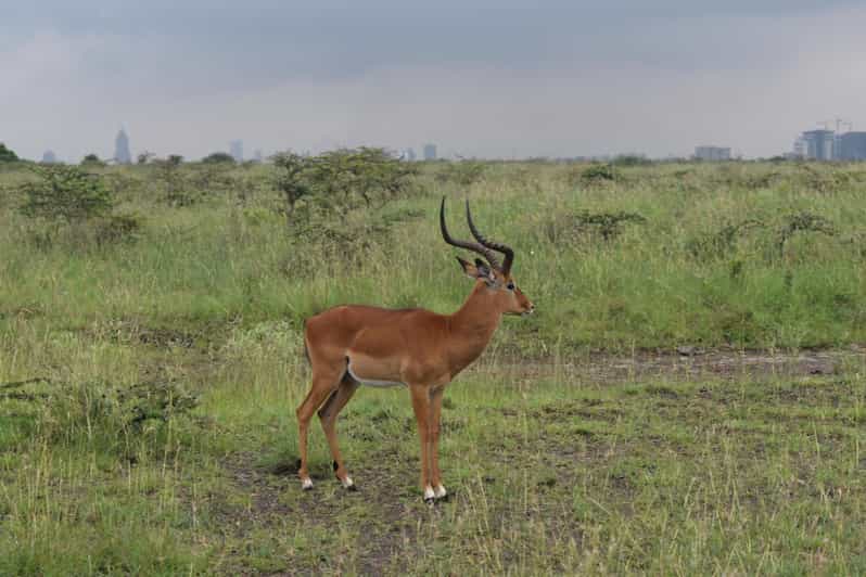 Nairobi: National Park Half-Day Tour | GetYourGuide