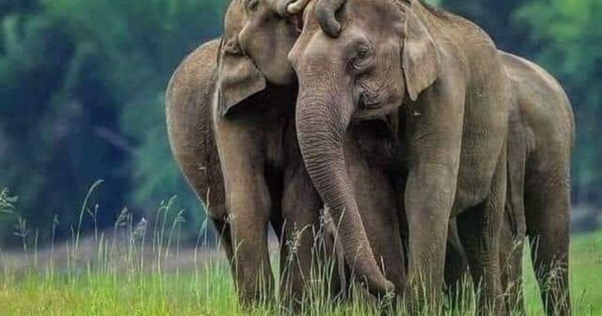 Polonnaruwa Day Tour With Minneriya NP Elephant Safari | GetYourGuide